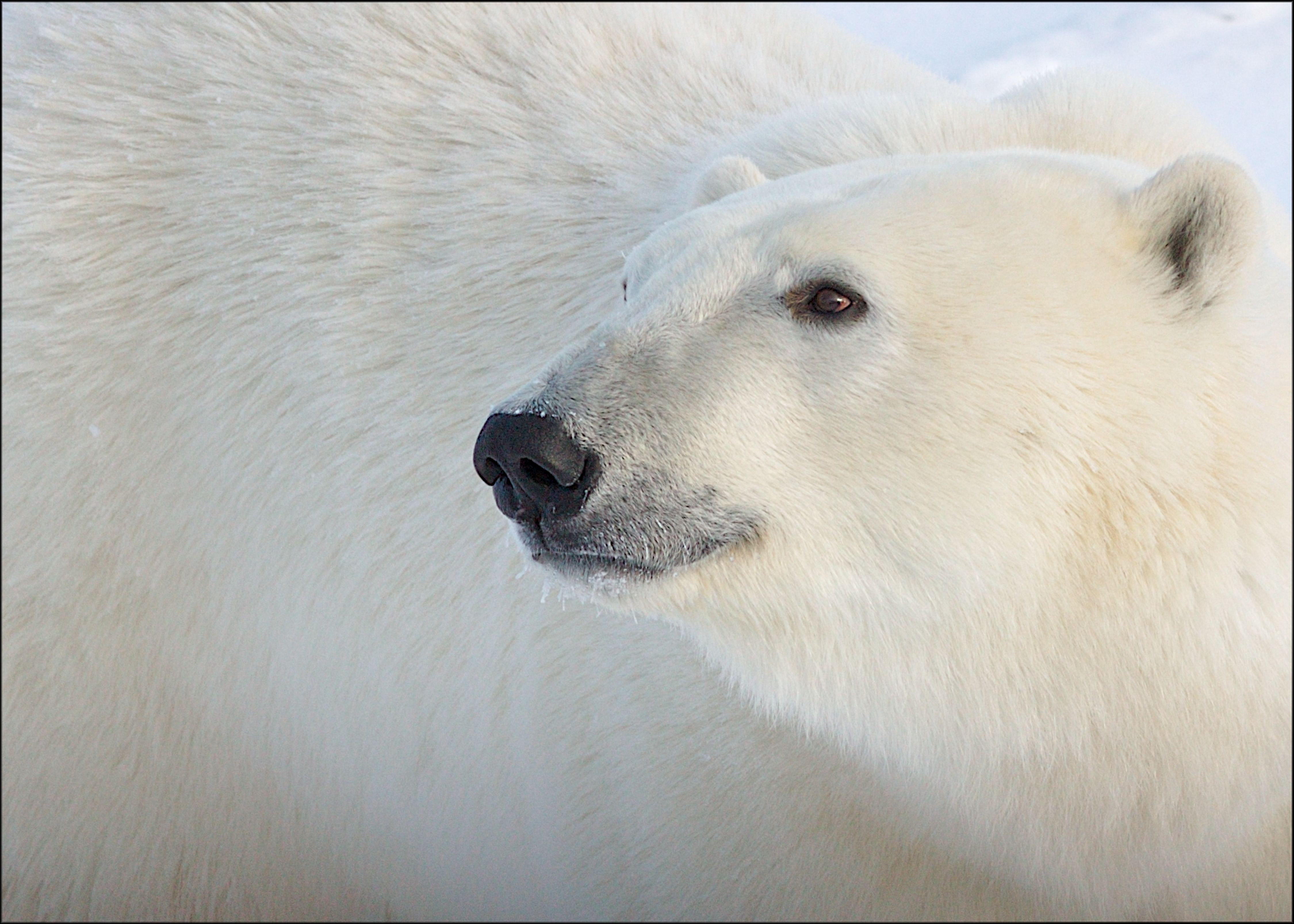 Help Us Make A Difference For Polar Bears In 2013 The National Help Us Make A Difference For Polar Bears In 2013 The National
