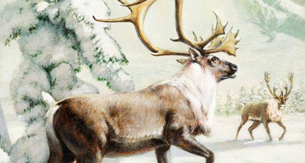 Reindeer: 12 Fascinating Facts About These Amazing Creatures - The ...