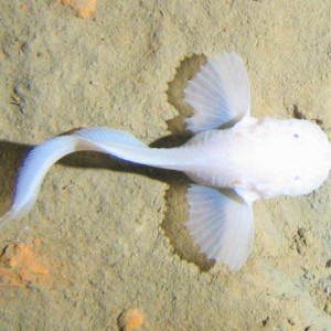 The Fascinating Things About Creatures That Swim - The National ...