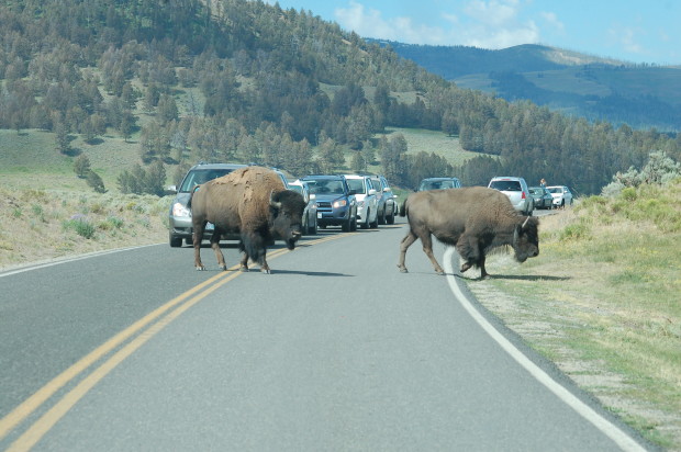What Do You Mean "Just a Buffalo!?" - The National Wildlife Federation Blog