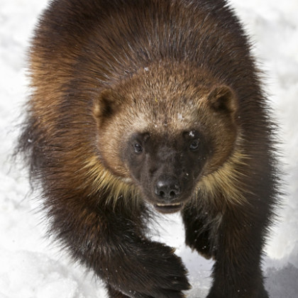 Ready to Fight the Stealth Attack on Wildlife? Part Four: Wolverines ...