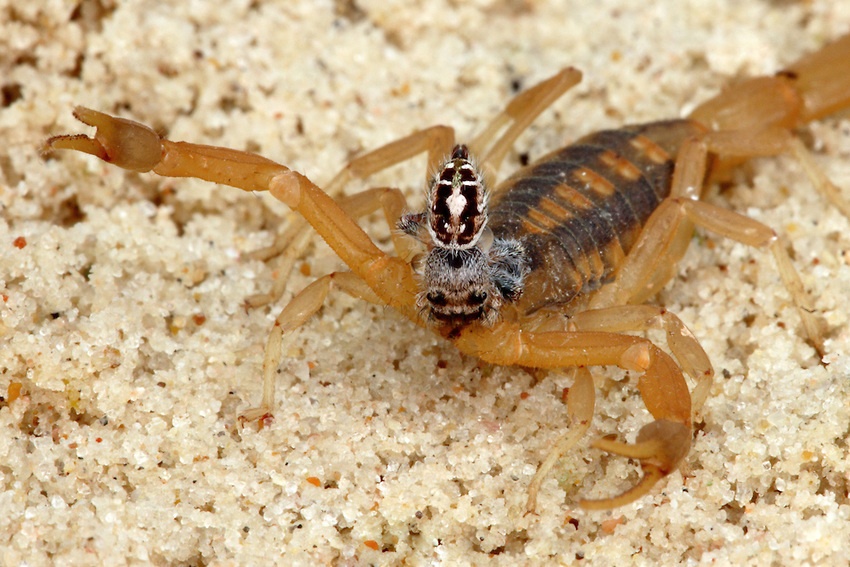 Should You Be Scared of These Three Creepy Creatures? - The National ...