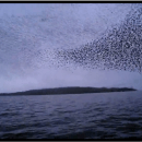 Murmurations: Incredible Footage of a Flock of Birds in Ireland [VIDEO ...