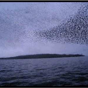 Murmurations: Incredible Footage of a Flock of Birds in Ireland [VIDEO ...