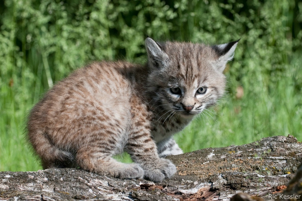 Wildlife Inspiration: 5 Adorable Baby Animal Photos - The National ...
