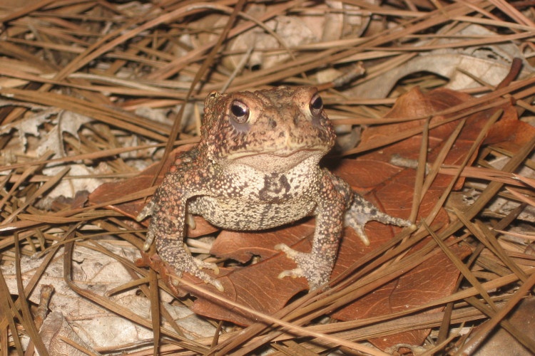 Houston Toads: New Victims of Climate Change - The National Wildlife ...