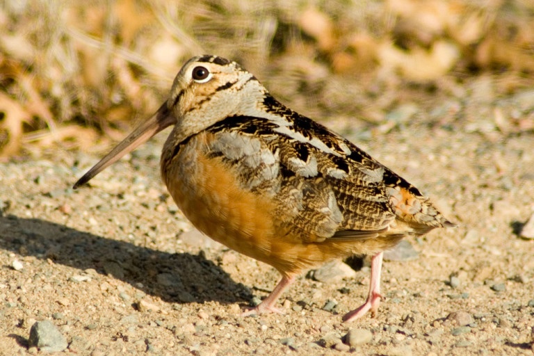 Sky Dance of the American Woodcock - The National Wildlife Federation Blog