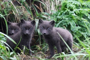 Photo of the Day: Arctic Fox Kits - The National Wildlife Federation Blog