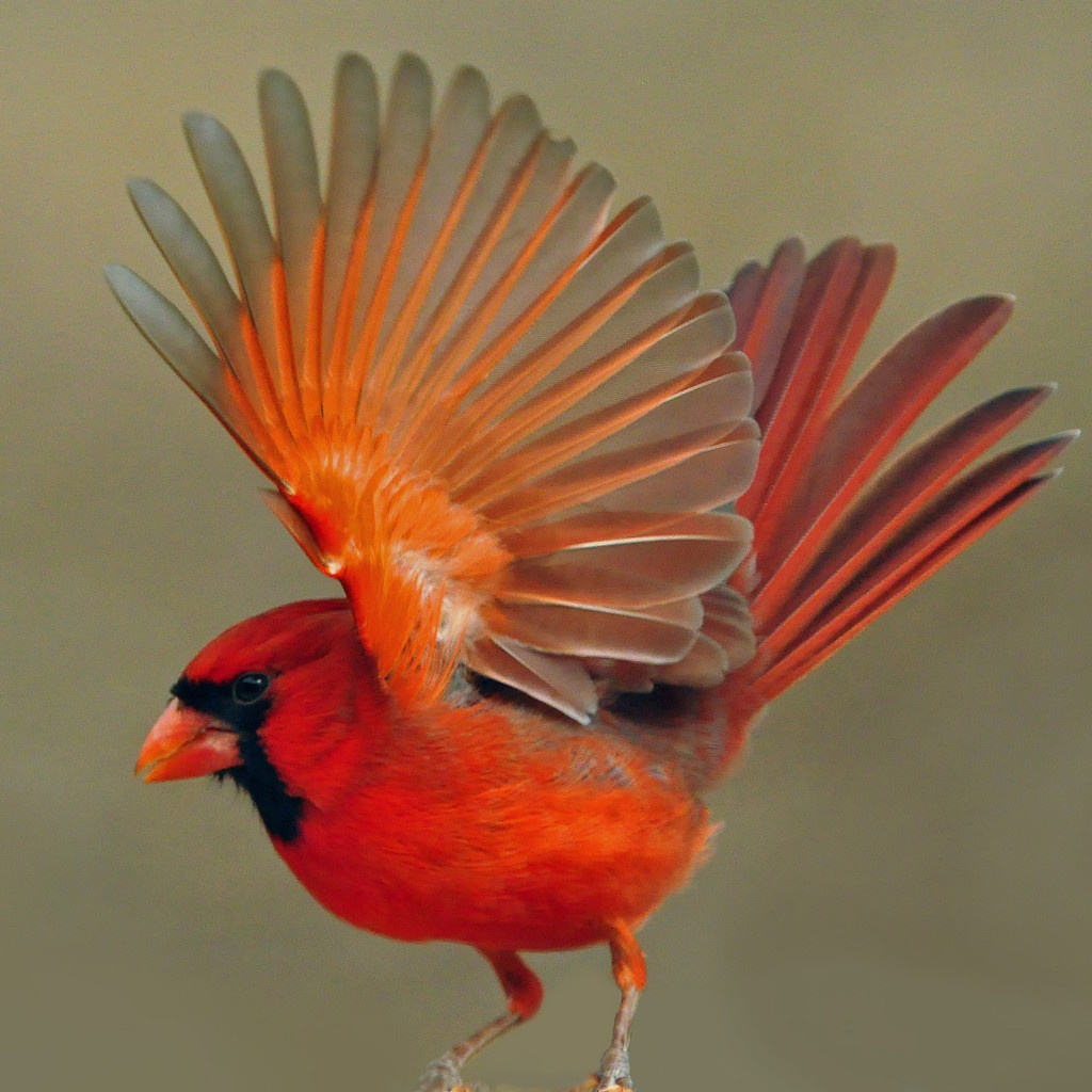 Backyard Wildlife Color of the Week: RED - The National Wildlife ...