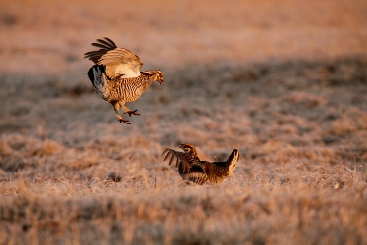 Be My Wingman - Dance of the Greater Prairie Chicken - The National ...