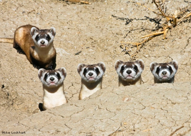 Black-footed Ferrets — Will They be the Comeback Kits? - The National ...