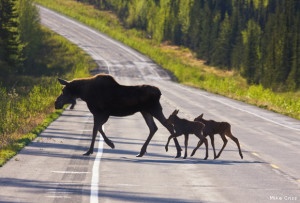 Photo of the Day: Moose Crossing - The National Wildlife Federation Blog