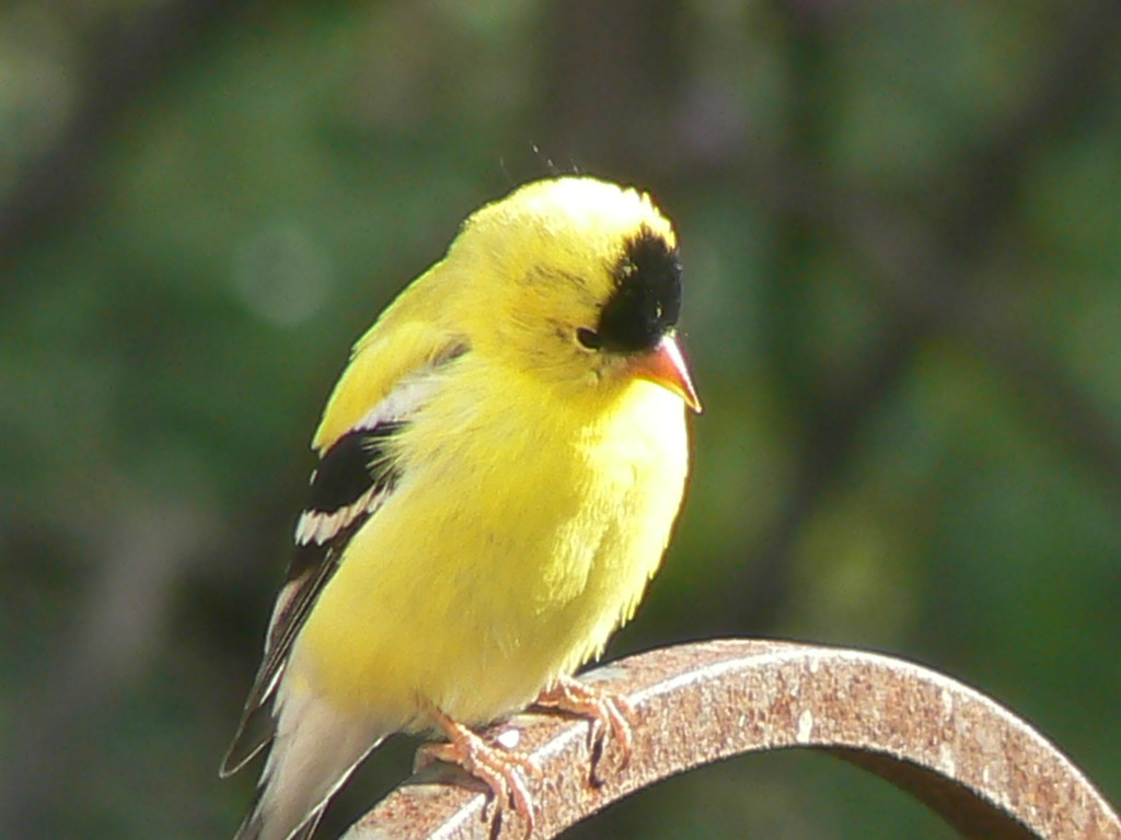 Backyard Wildlife Color of the Week: YELLOW - The National Wildlife ...