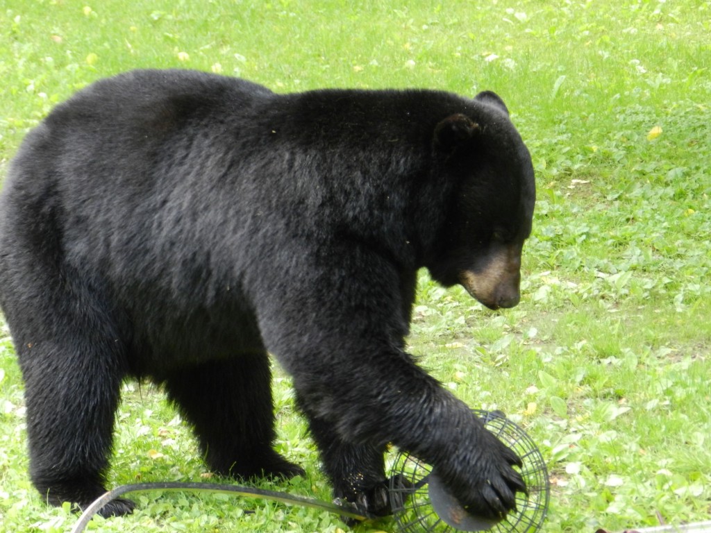 Black Bears are On the Move in Vermont - The National Wildlife ...