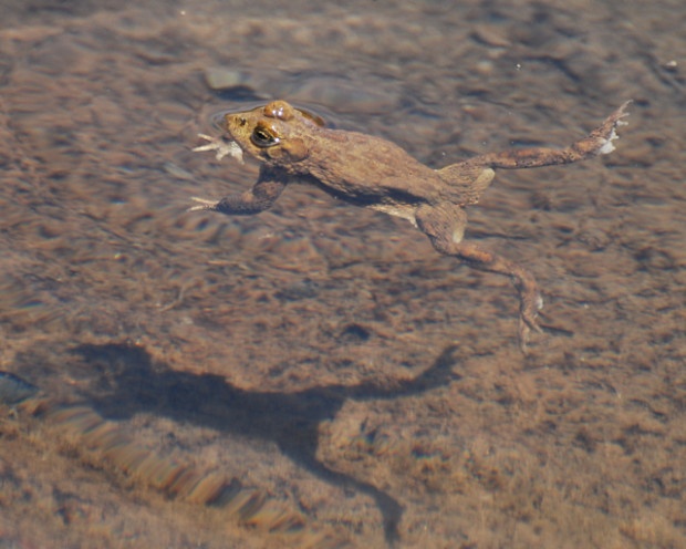 The Love Song of the Yosemite Toad - The National Wildlife Federation Blog