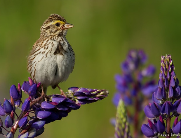 Photo of the Day: Just a Touch of Yellow - The National Wildlife ...