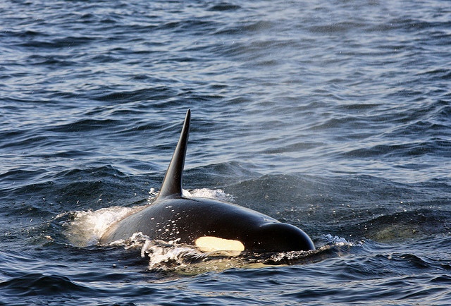 Wildlife Take the Gold for True Olympic Feats - The National Wildlife ...