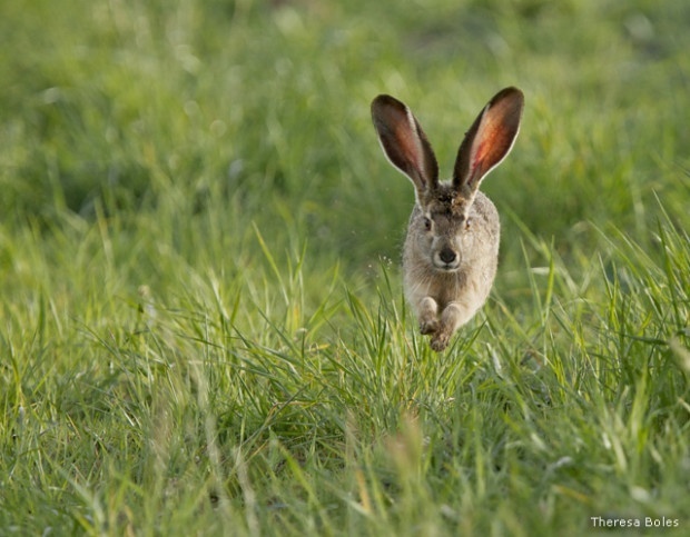 Photo of the Day: Leaps and Bounds - The National Wildlife Federation Blog