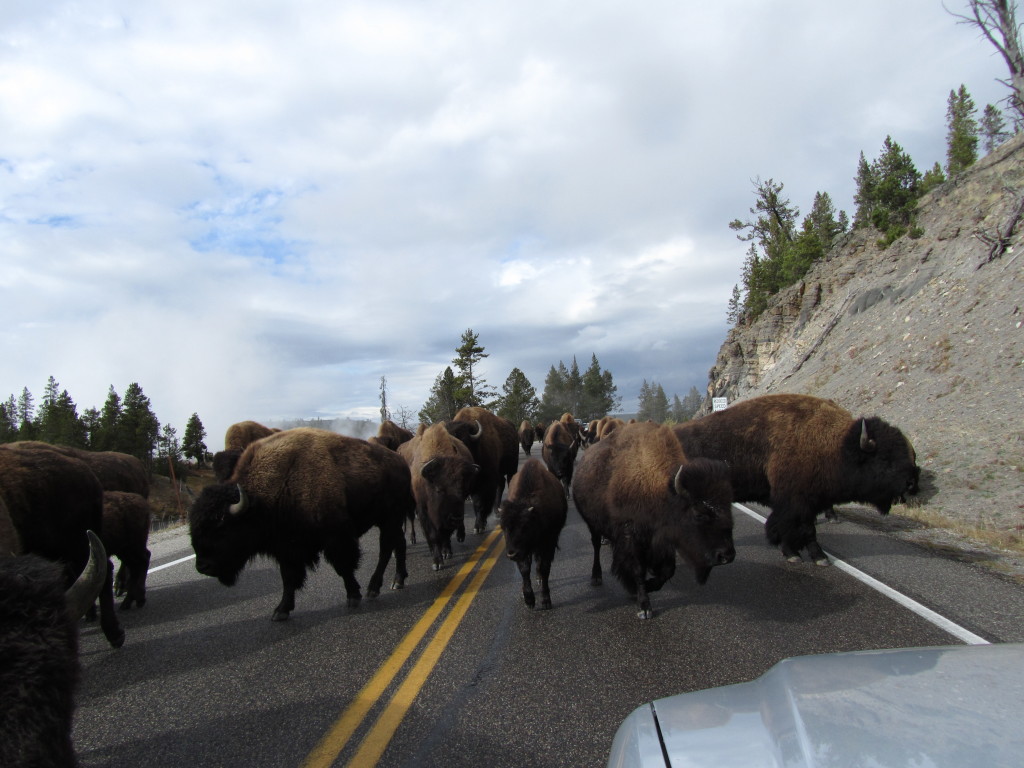 Restoring Buffalo to their Home on the Range - The National Wildlife ...