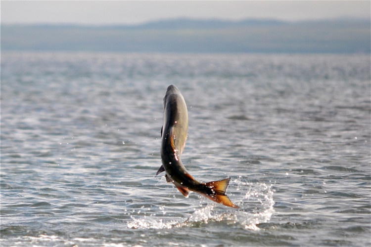 A New Path Forward for Salmon in the Columbia River Basin - The ...