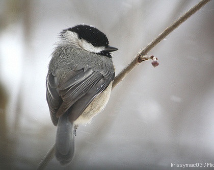 Photo of the Day: Cold Weather Bird • The National Wildlife Federation ...