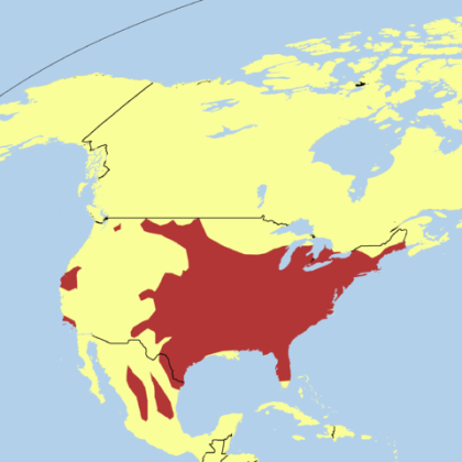 Let's Talk Turkey: The History of a Wild Icon in America - The National ...