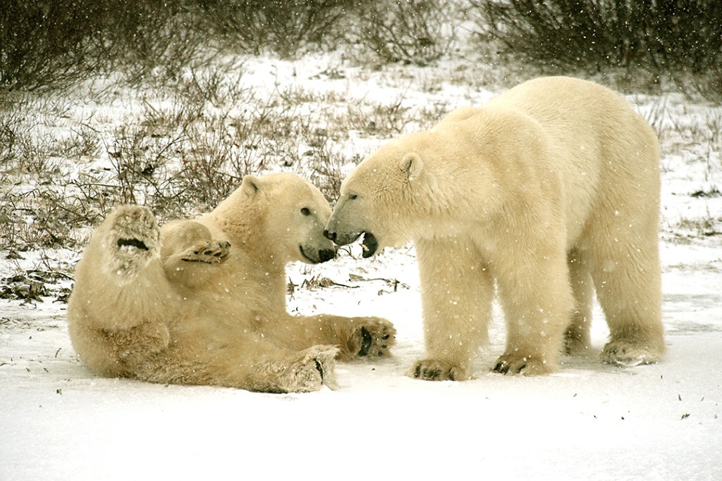 Help Us Make a Difference for Polar Bears in 2013 - The National ...