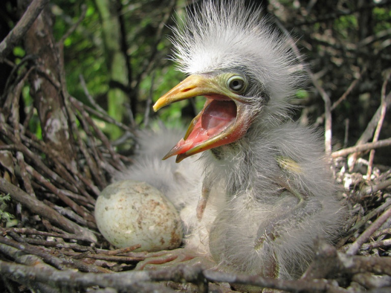 A New Look at Easter: Nests, Eggs and Chicks - The National Wildlife ...