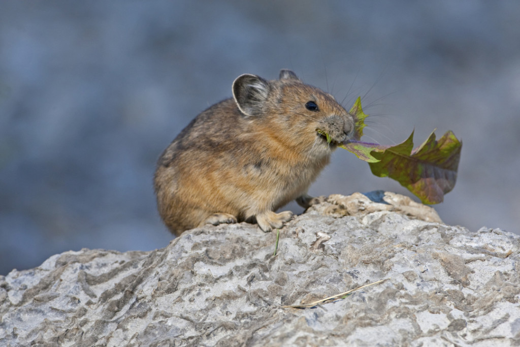How Sunshine Powers the Lives of Wildlife - The National Wildlife ...