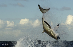 Seven National Wildlife Photo Contest Shark Pictures - The National ...