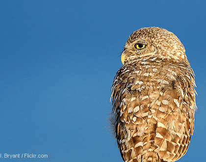 Photo of the Day: Burrowing Owl • The National Wildlife Federation Blog ...