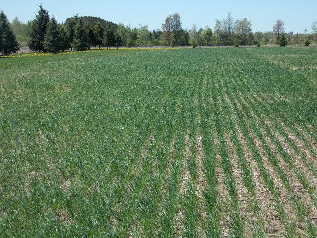 Soil Health, Risk Management, and Wildlife: Observed Benefits of Cover ...