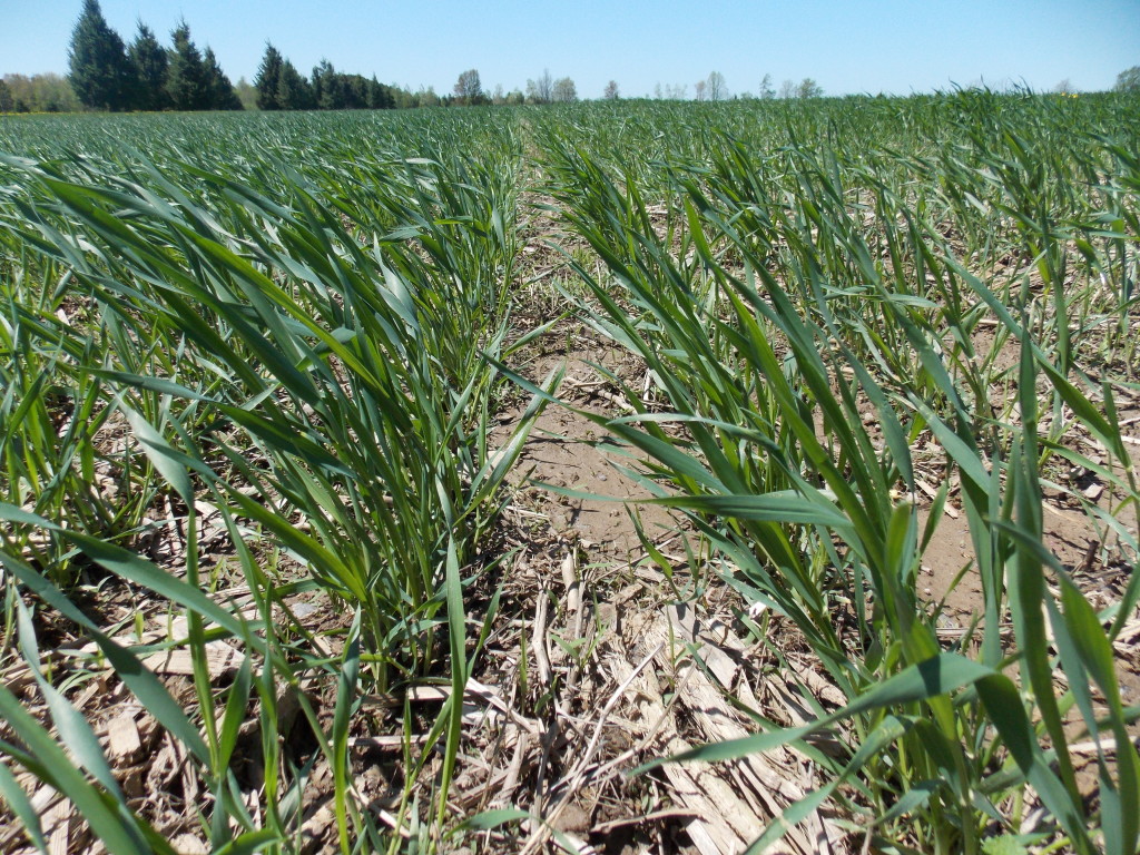 Soil Health, Risk Management, and Wildlife: Observed Benefits of Cover ...