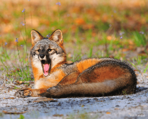 Photo of the Day: Sleepy Gray Fox - The National Wildlife Federation Blog