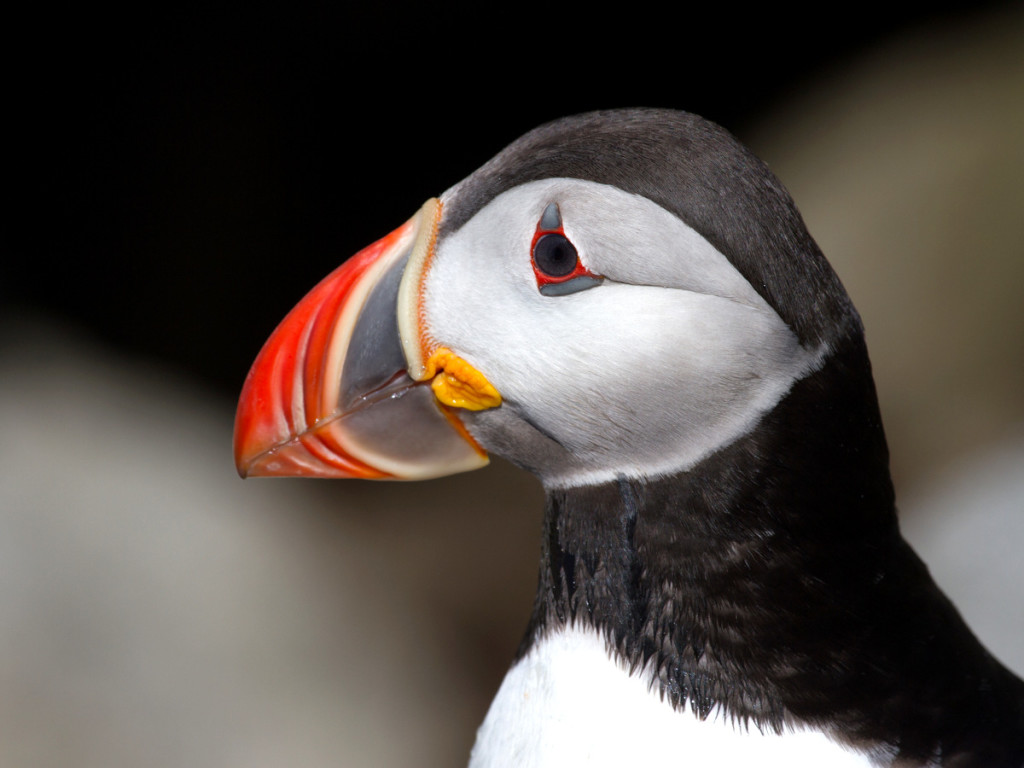 Climate Change Spells Peril for Puffins (Updated) - The National ...