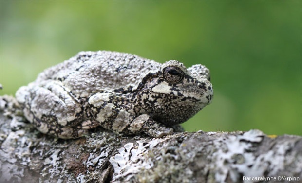 Photo of the Day: Camouflaged Tree Frog - The National Wildlife ...