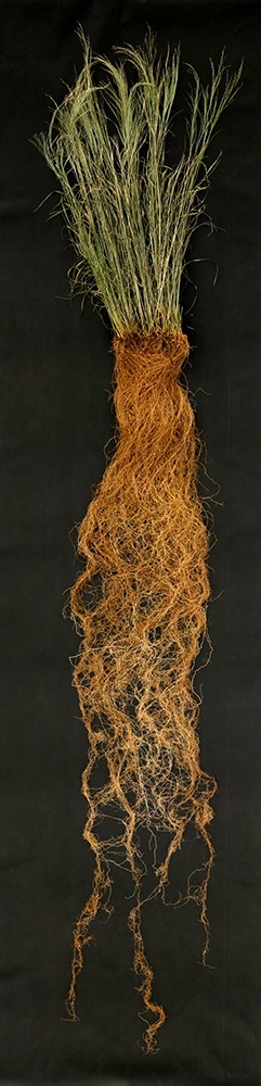 How Grasslands Affect Climate Change - The National Wildlife Federation ...