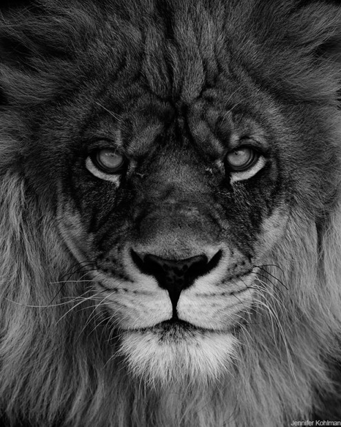 2013 People’s Choice Award Winner - The National Wildlife Federation Blog