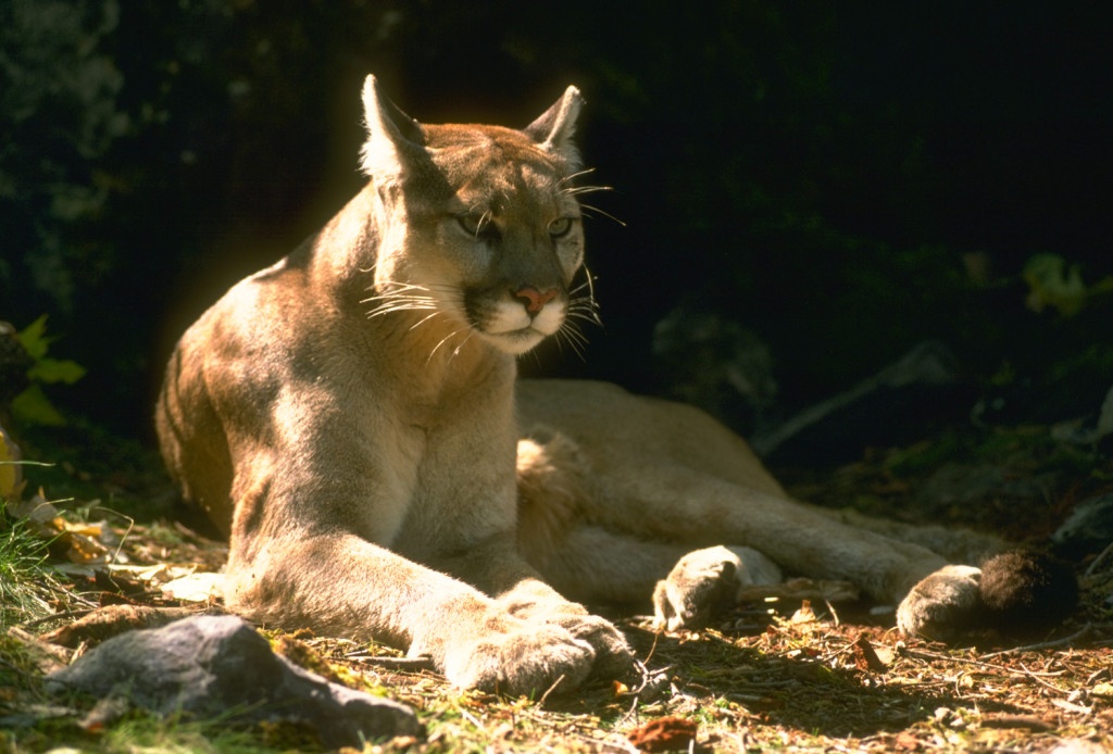 We're Not Mountain Lion About These Facts - The National Wildlife ...