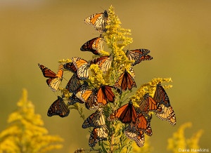 Where Are Migratory Monarchs This Fall? - The National Wildlife ...