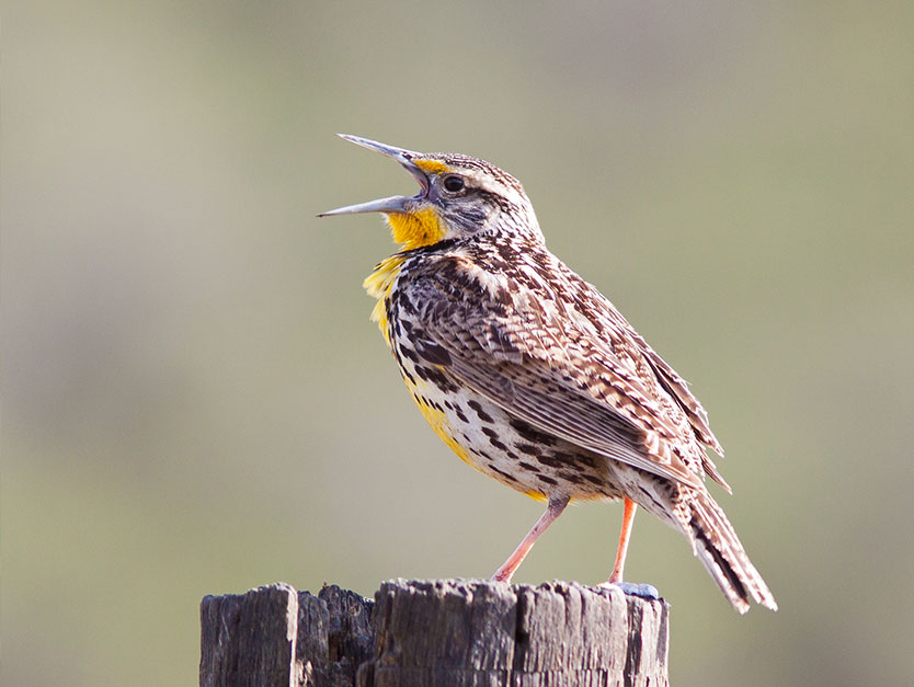 Which Animal has the Loudest ROAR? - The National Wildlife Federation Blog