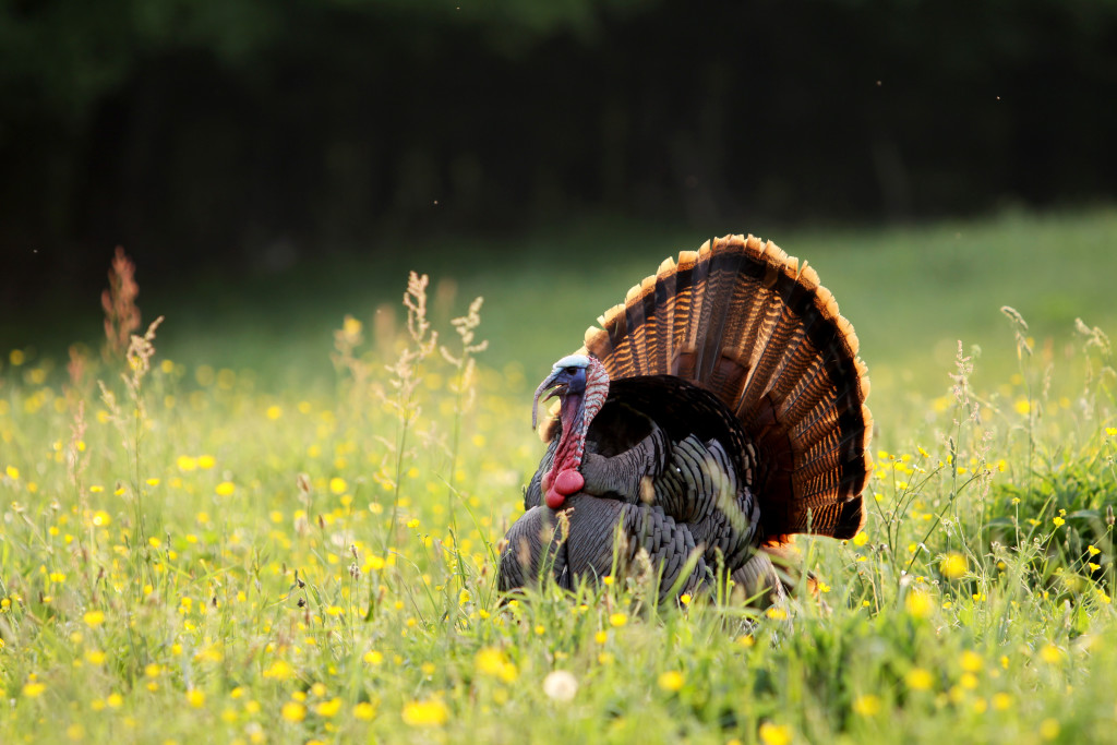 Twelve Unusual and Fascinating Facts About Wild Turkeys - The National ...
