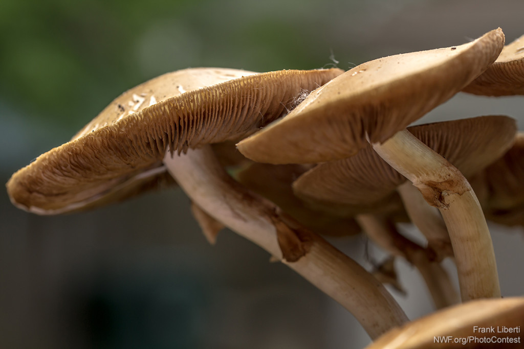 The Discovery for the Fungi-Sphere: How Mushrooms are Changing the ...