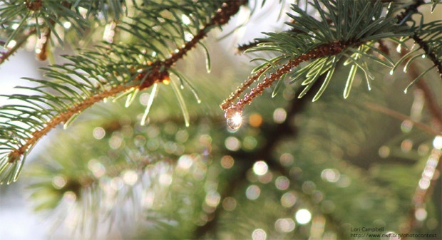Choosing a Wildlife-Friendly Christmas Tree - The National Wildlife ...