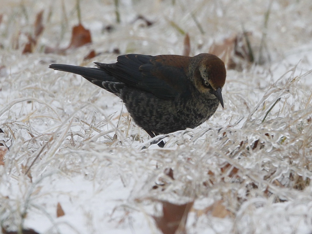 The Rusty Blackbird: 9 Things You Need to Know to Help Them - The ...