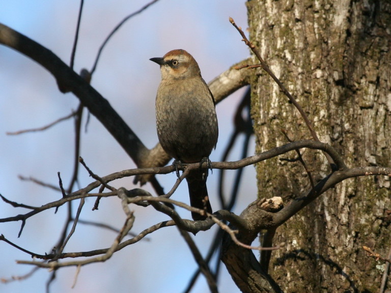 The Rusty Blackbird: 9 Things You Need to Know to Help Them - The ...
