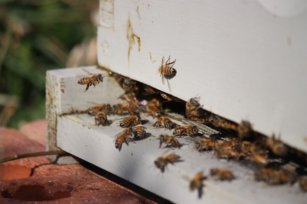 Sweet Success: Bronx Guild High School’s Urban Farm - The National ...
