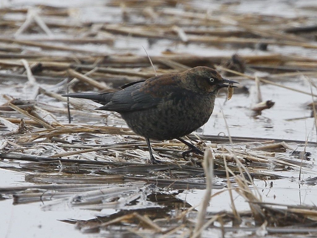 The Rusty Blackbird: 9 Things You Need to Know to Help Them - The ...