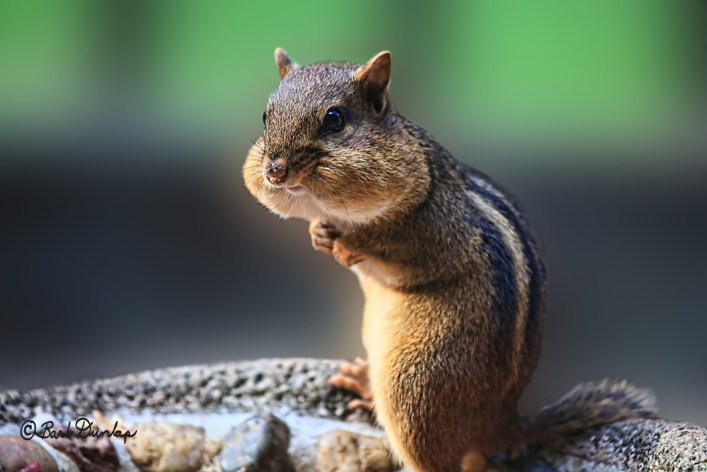 Keeping the Peace Between Gardeners and Chipmunks - The National ...