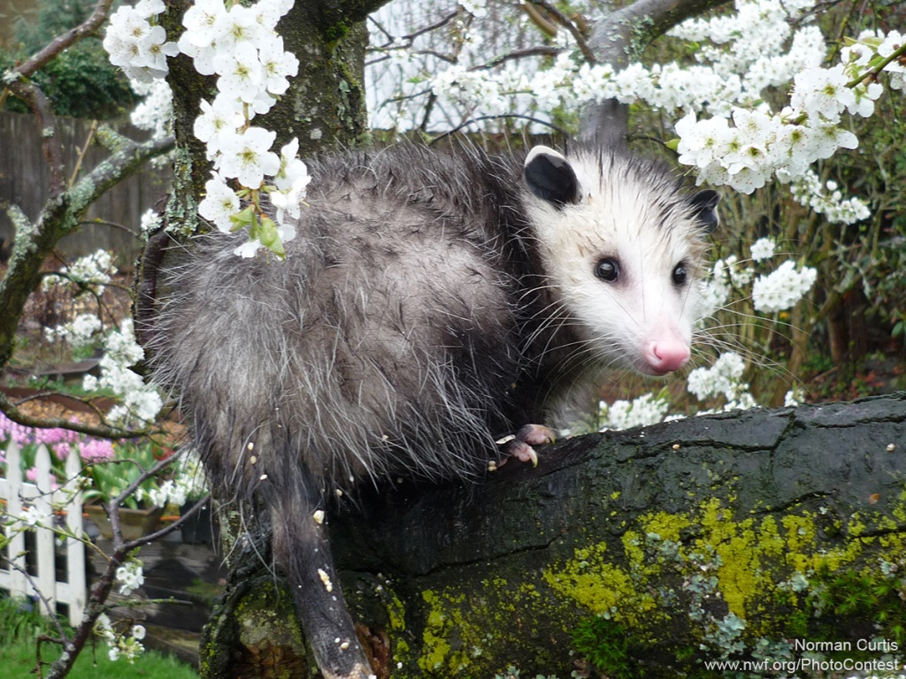 Opossums and Gardening: A Few Things to Know - The National Wildlife ...